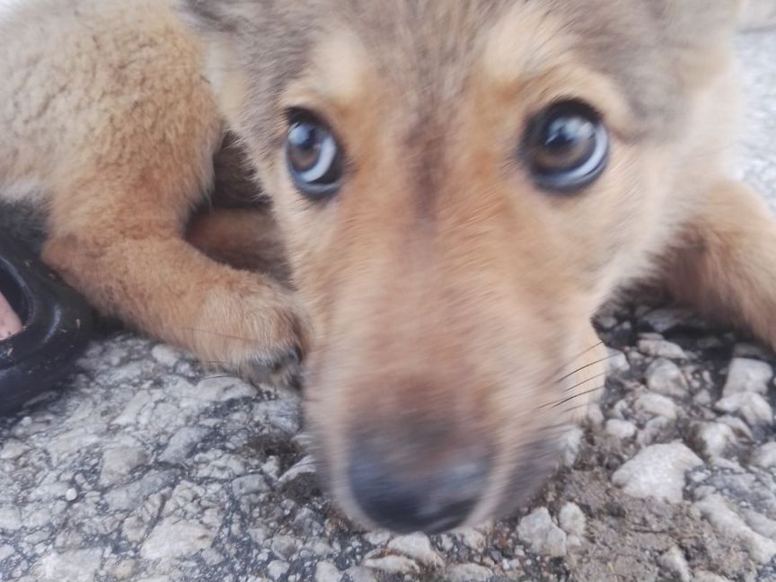 Найдена собака