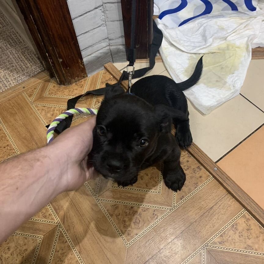 Французский бульдог