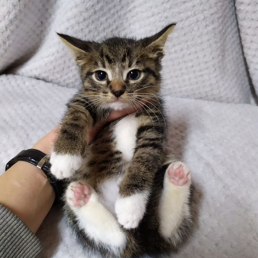 Чудесный котенок Сеня