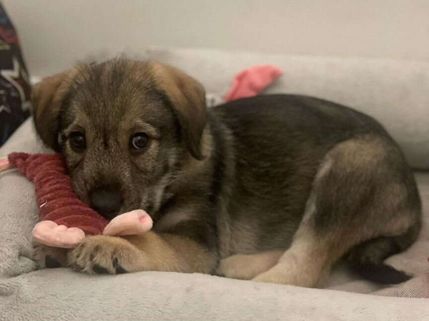 Метис миттельшнауцера (2 месяца)