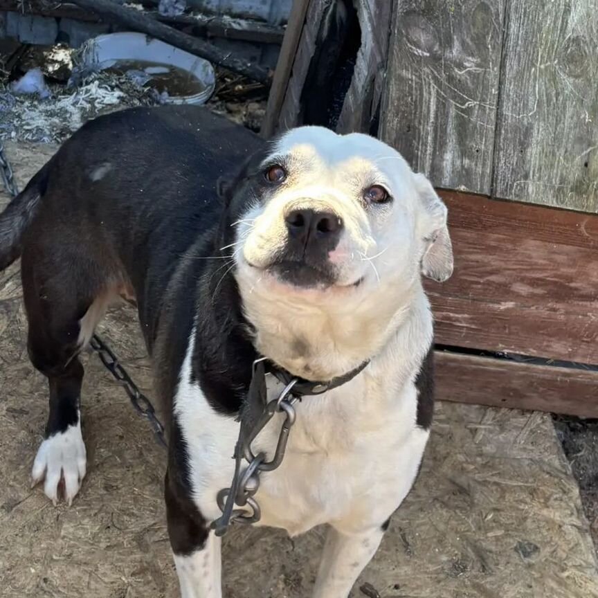 Взрослая собака в добрые руки