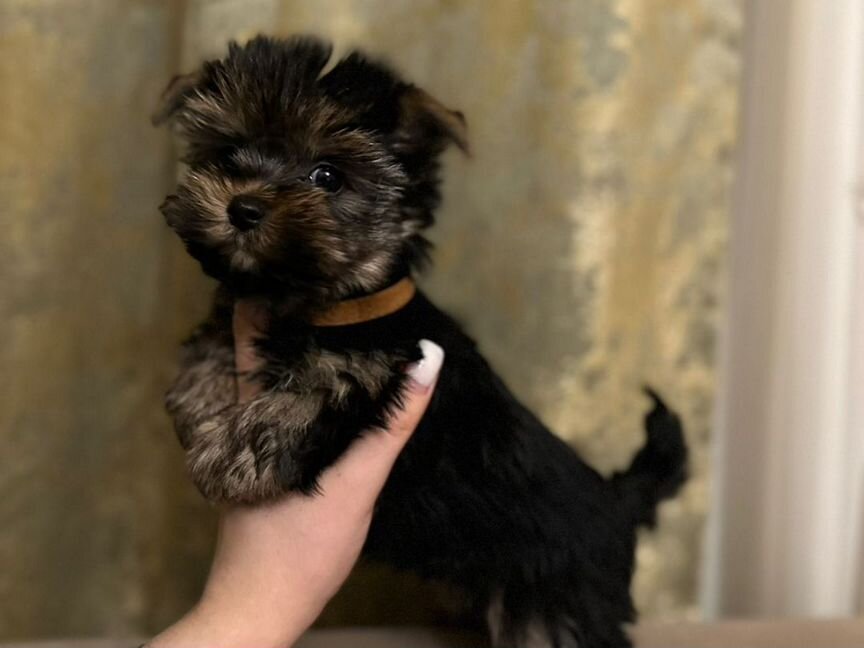 Йоркширский терьер