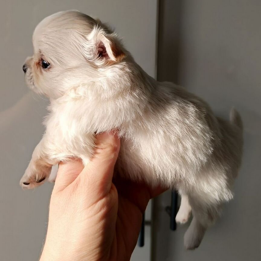 Чихуахуа, щенок