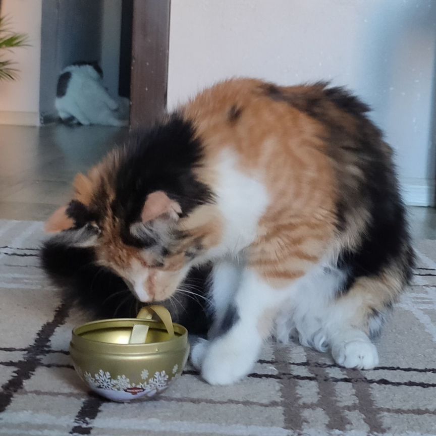 Трехцветный котенок в добрые руки