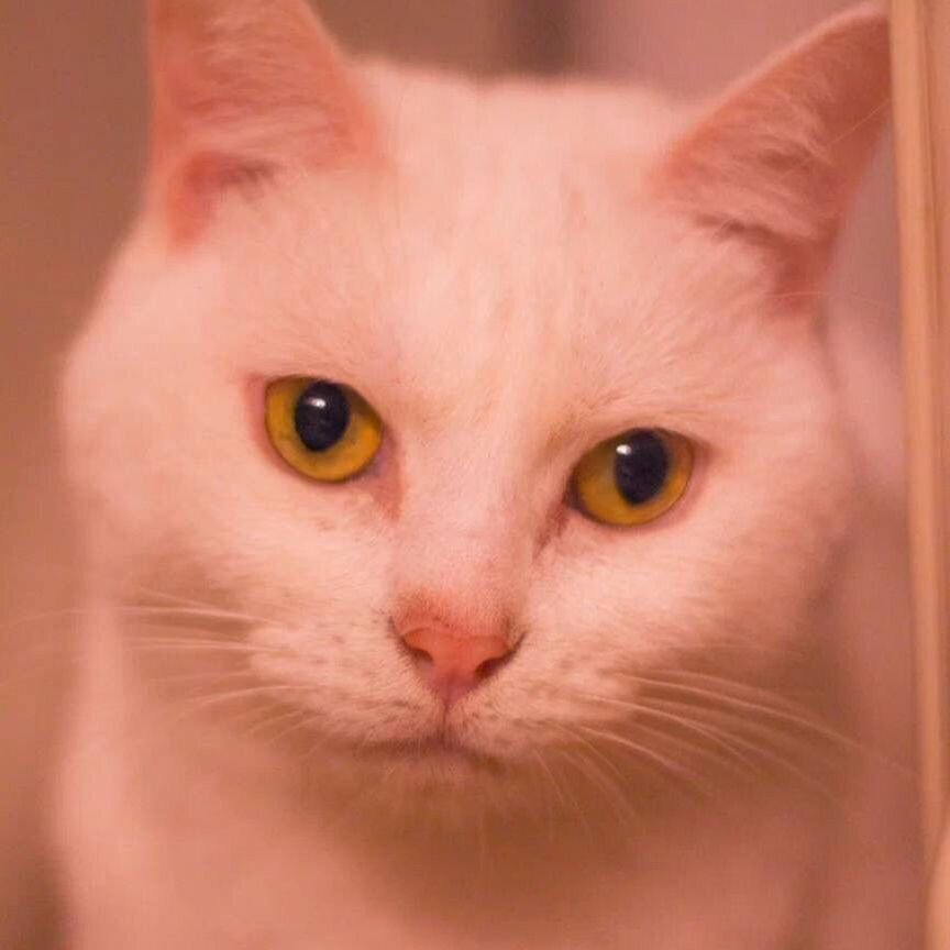 Кошка белая