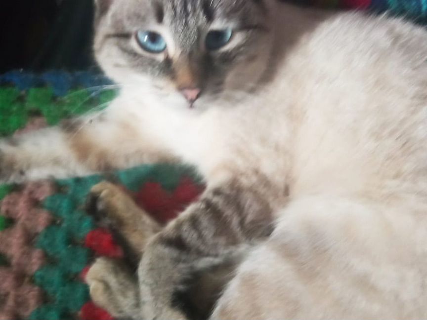 Сибирская кошка Лиза