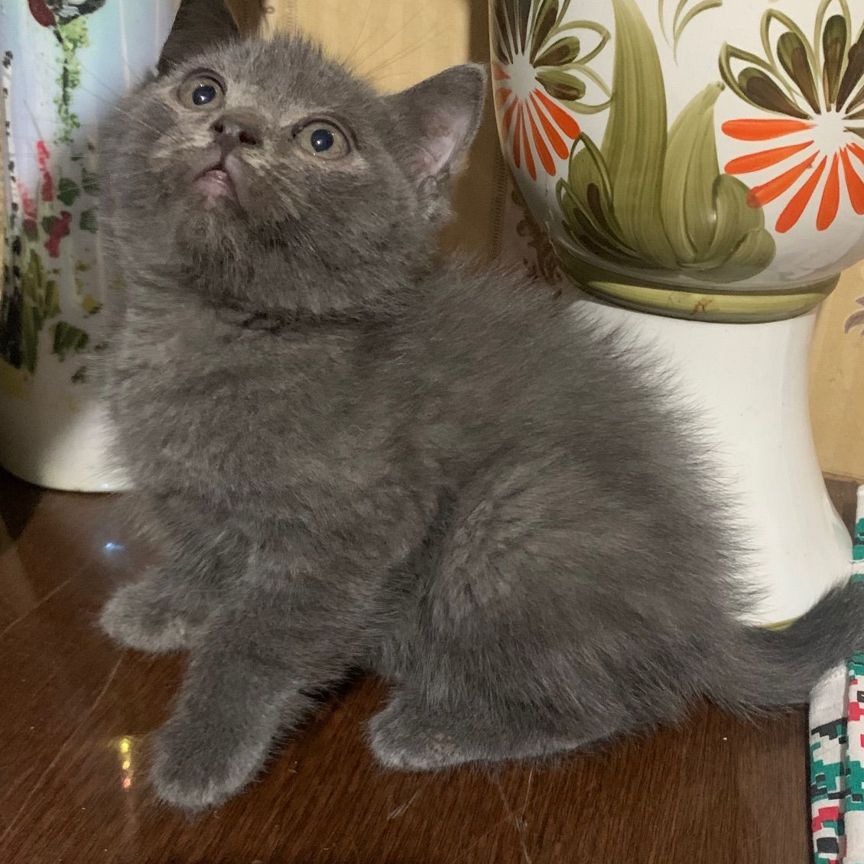Британский короткошёрстный котёнок