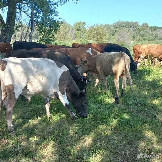 Телята мясной породы бычки