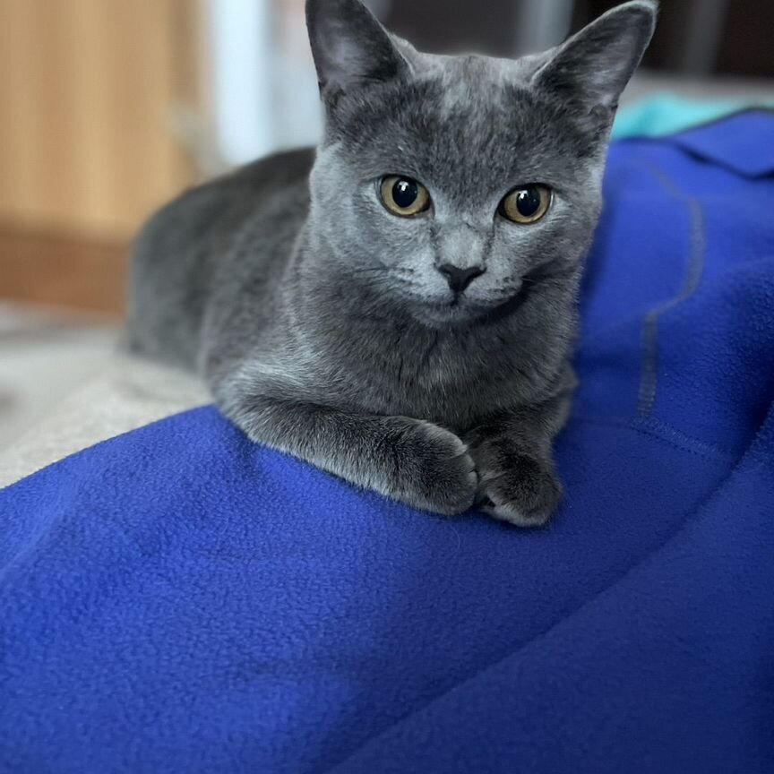 Отдам котенка в добрые руки