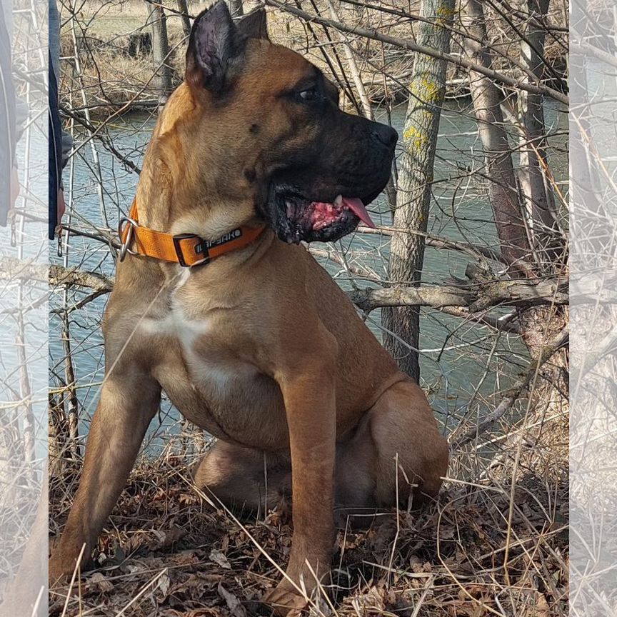 Кане-корсо, взрослый пёс