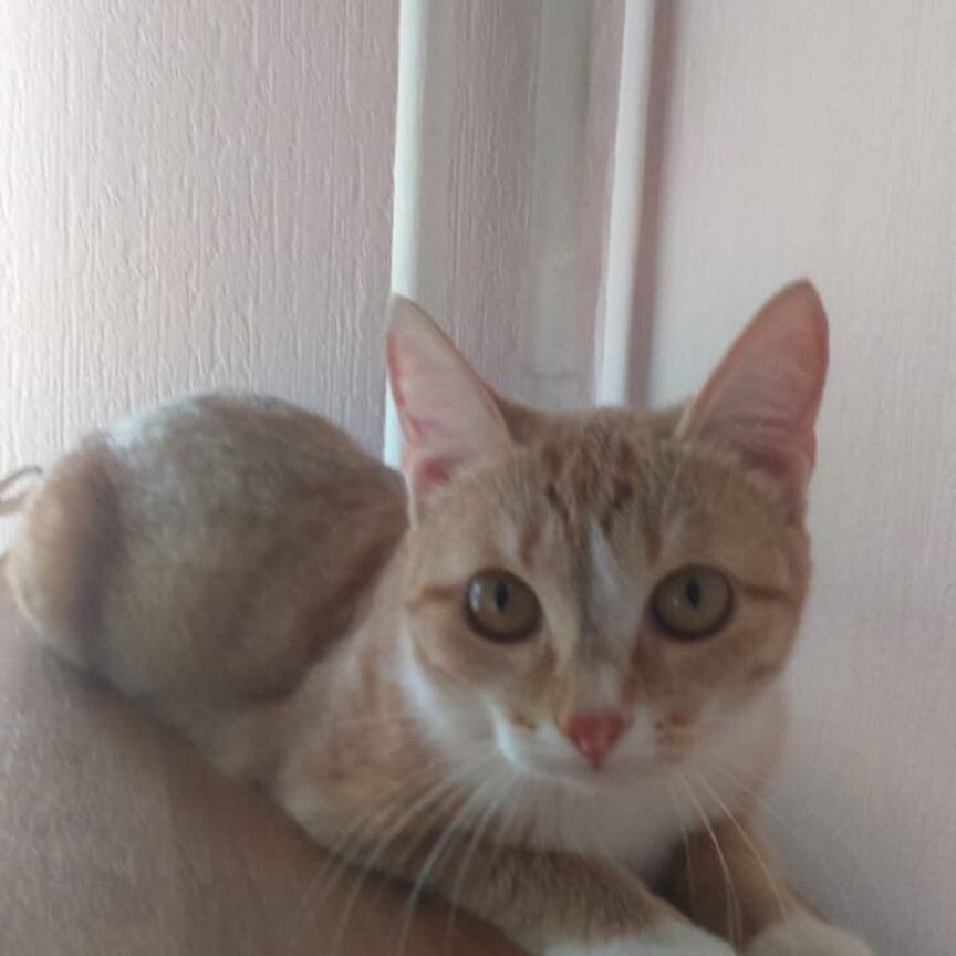 Кошке нужен новый дом и любящие хозяева
