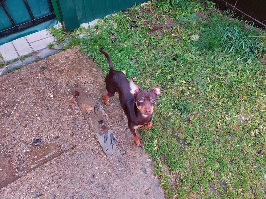 Той-терьер русский шоколадно подпалый