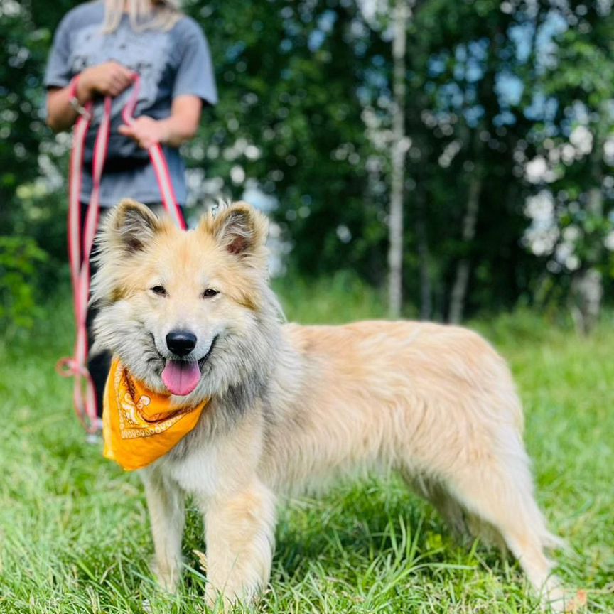 Собака ждет семью