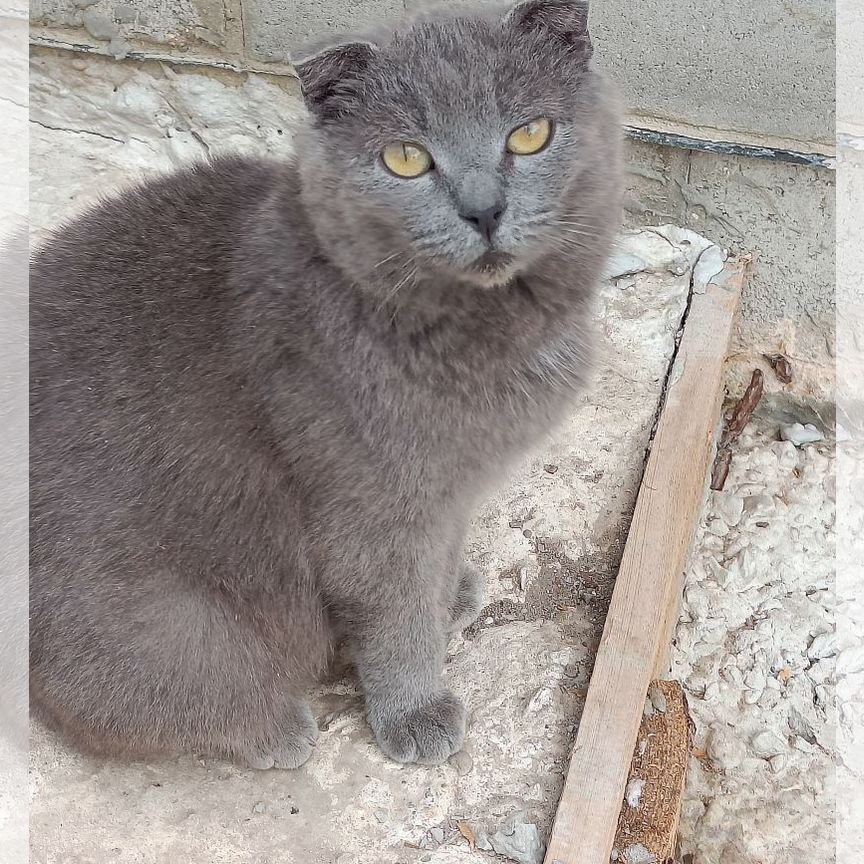Котята от вислоухой голубой кошки