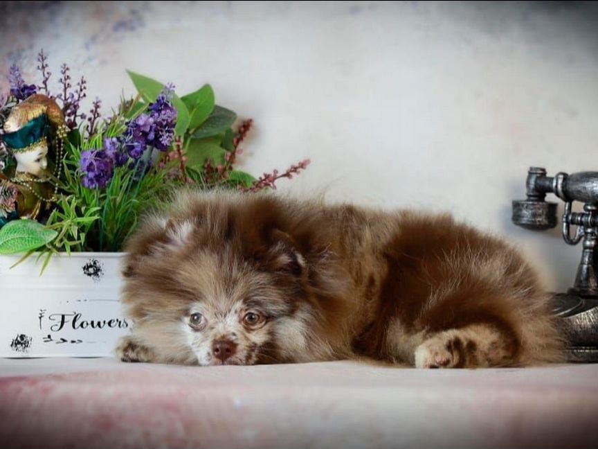 Щенки шпица мерле