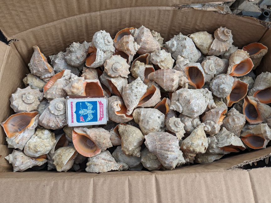 Ракушки черноморские 200шт