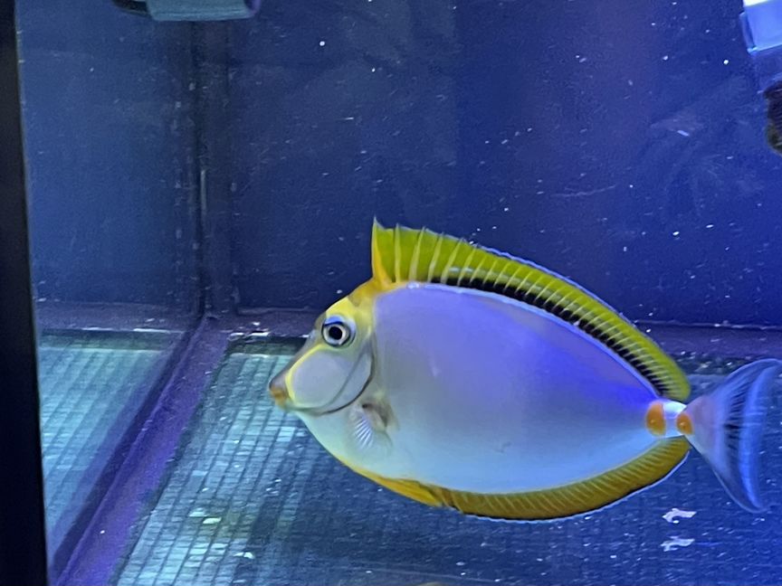 Продаётся Naso elegans