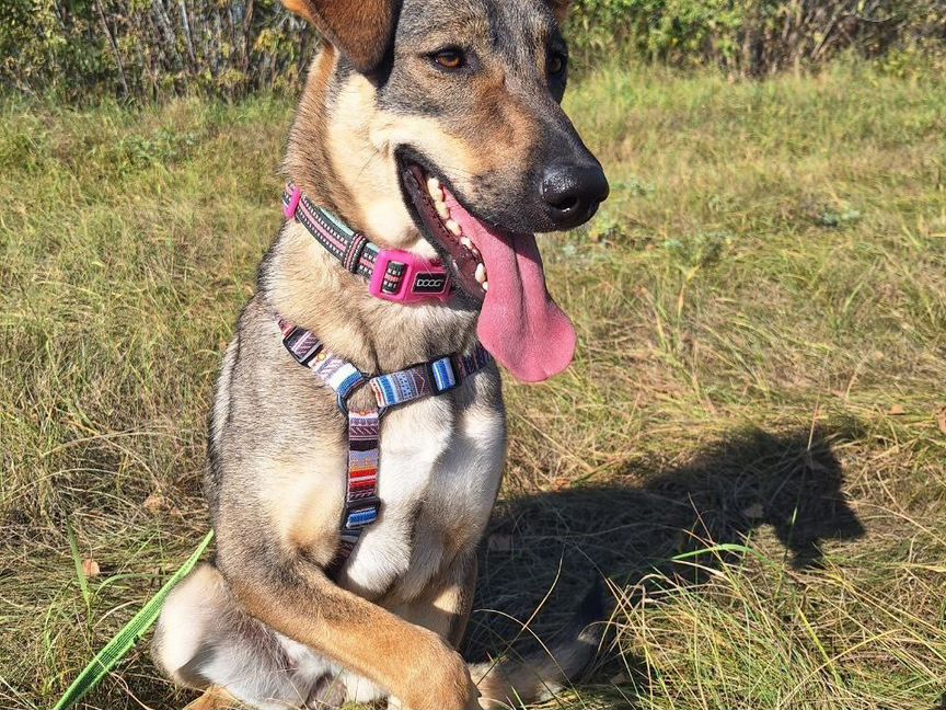 Собака в добрые руки