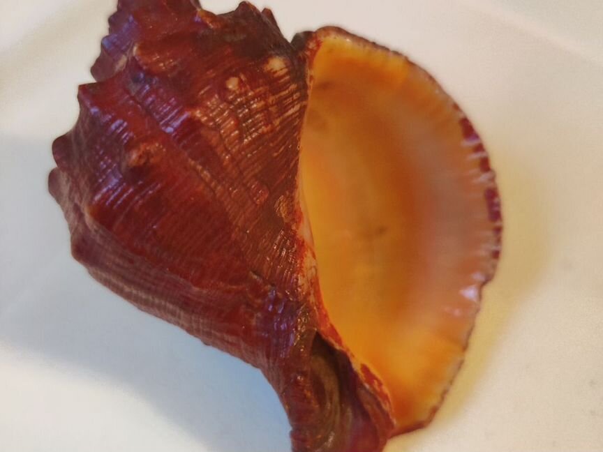 Морские ракушки раковины