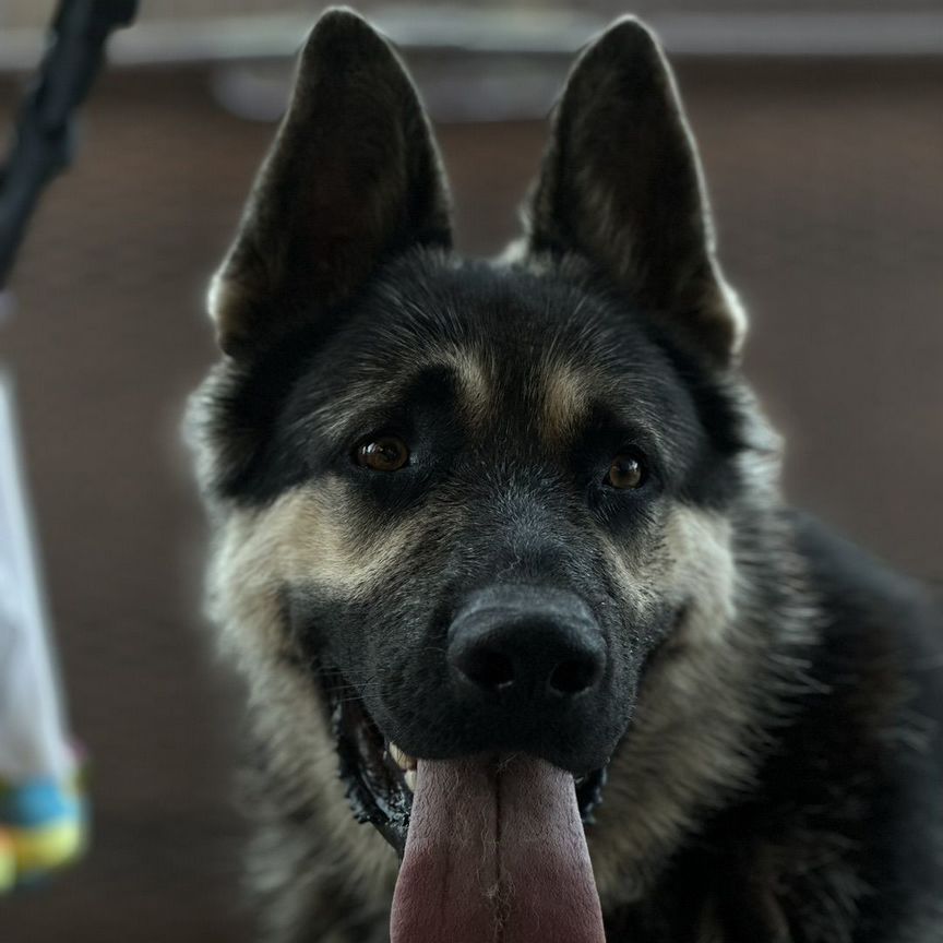 Вязка кобель вео