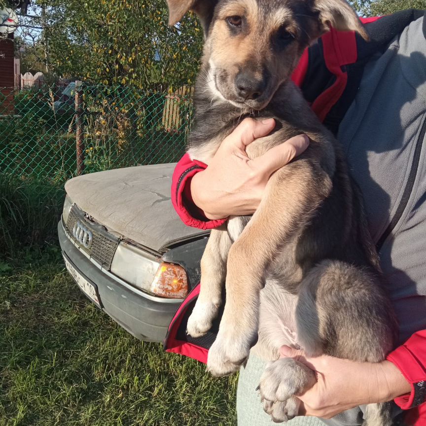 Щенок- умничка