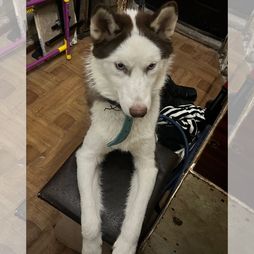 Сибирский хаски, взрослый пёс