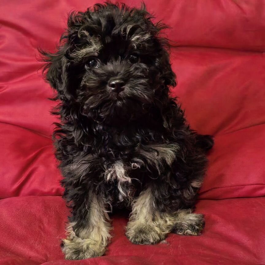 Мальтипу, щенок