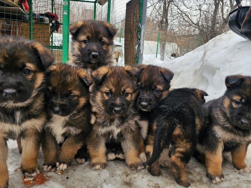 Щенки немецкой овчарки