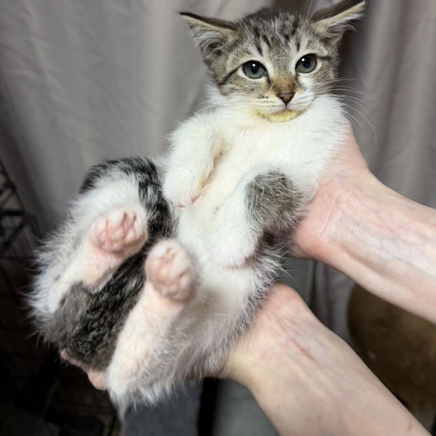 Котёнок в добрые руки
