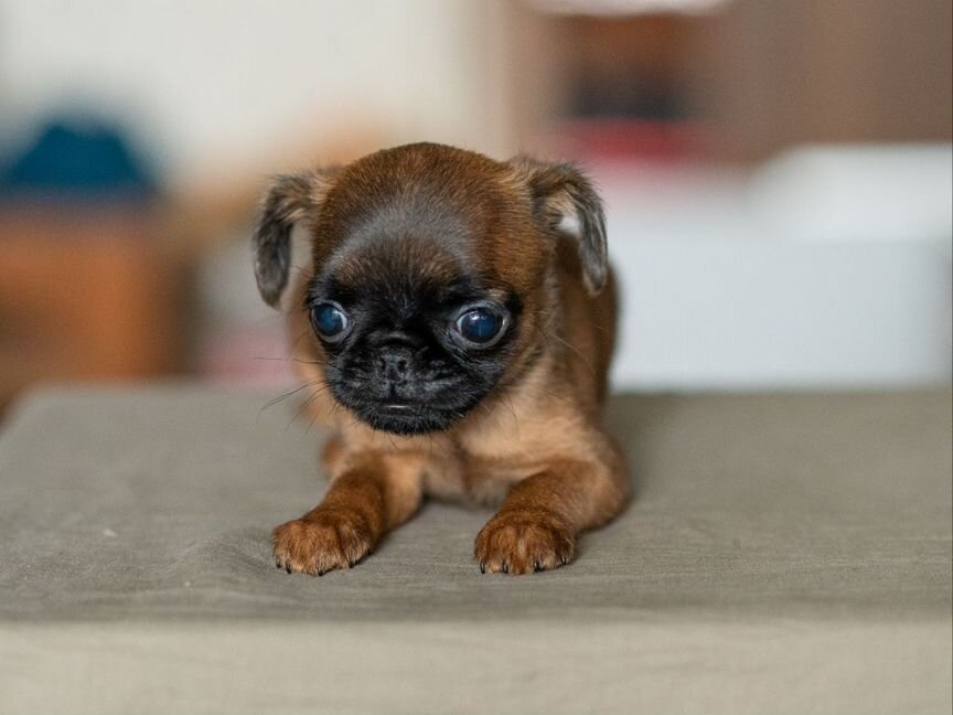 Щенок пти брабансона