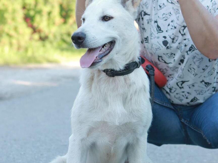 Щенок Белла в дар