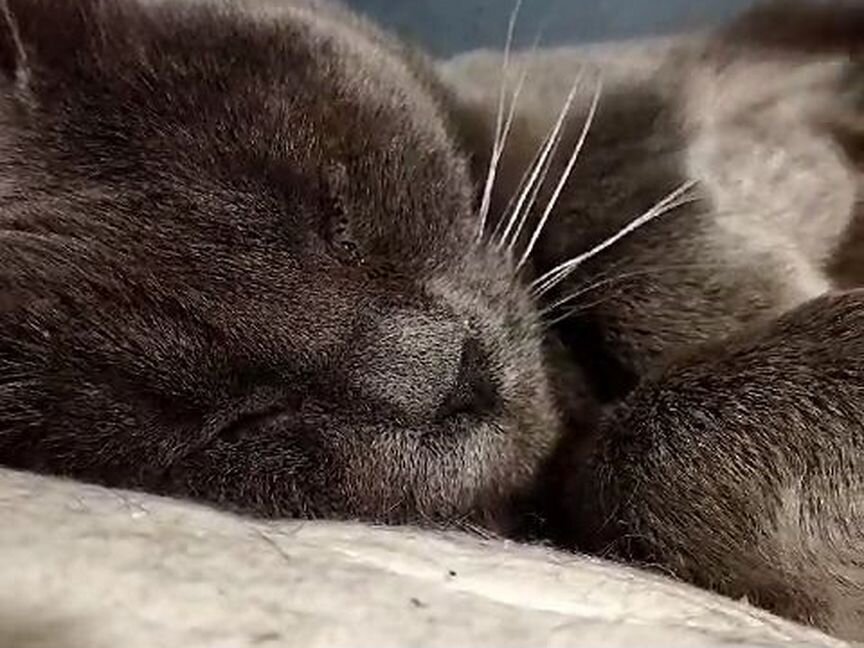 Котик Серёжа ласковый мишка. Ищет дом