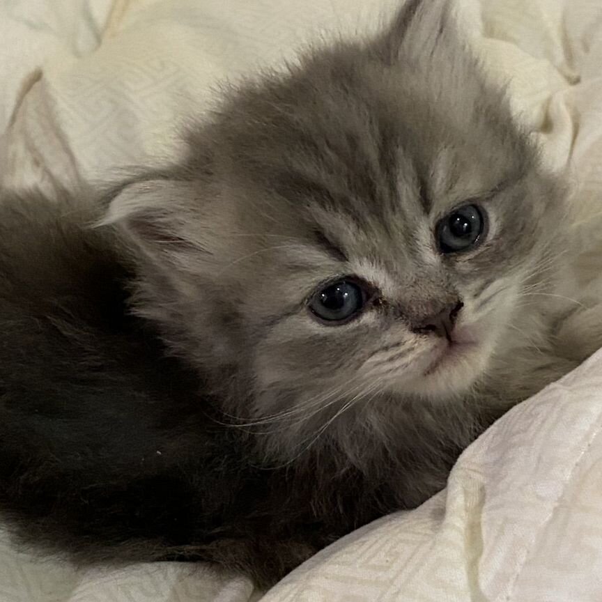 Шотландский прямоухий короткошёрстный котёнок