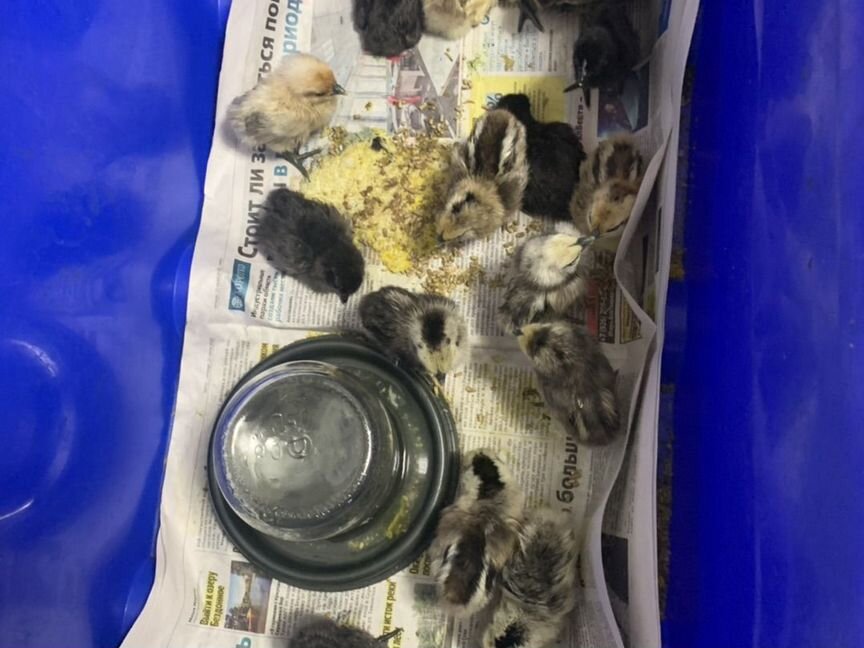 Цыплята Лакеданзи