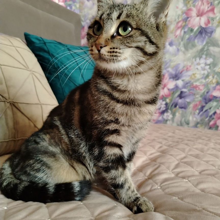 Девочка 8 месяцев стерилизована умница