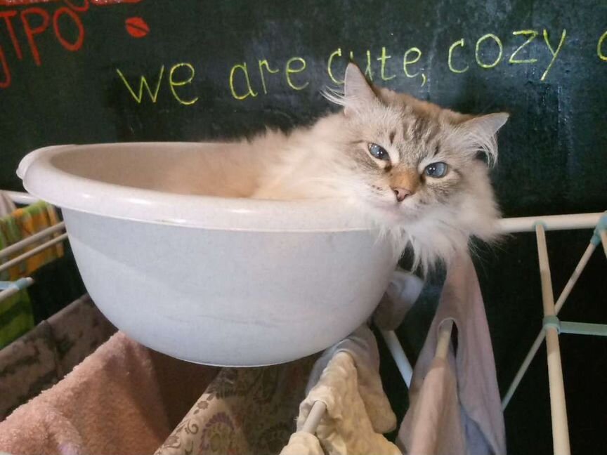 Невский маскарадный кот