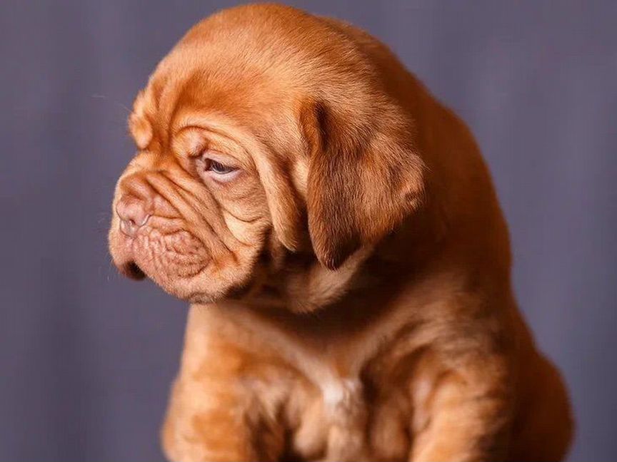 Мальчик бордоского дога Жандарм