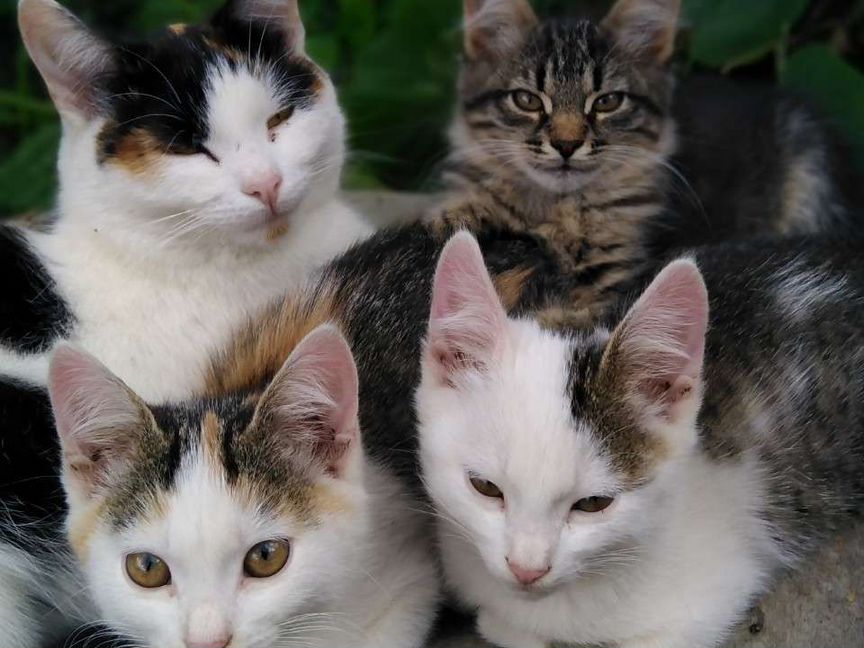 Котята