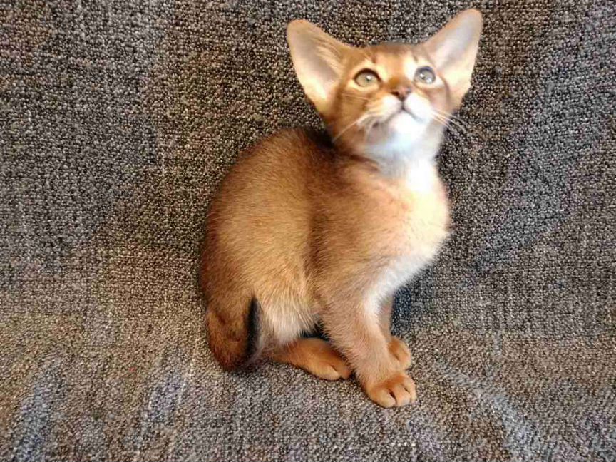 Абиссинский котенок