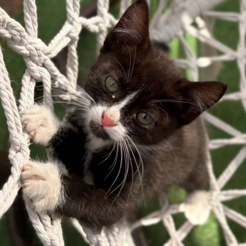 Котёнок в добрые руки