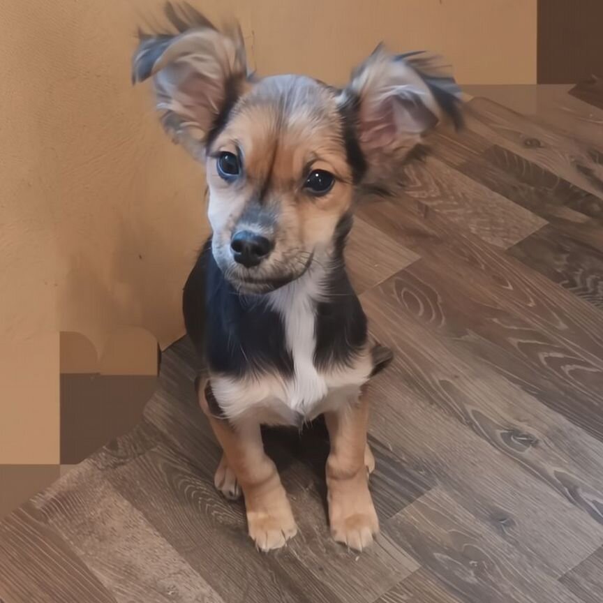 Щенок в добрые руки