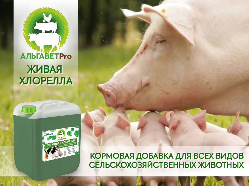 Живая хлорелла для с/х животных Альгавет Pet 10 л
