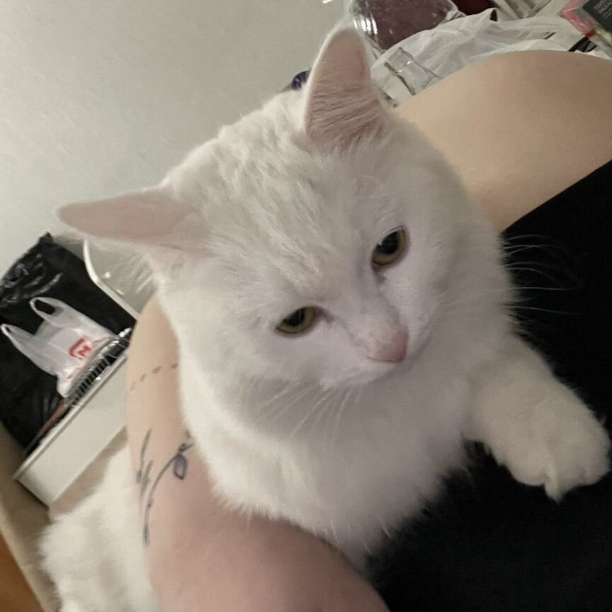 Взрослая, кошка в добрые руки