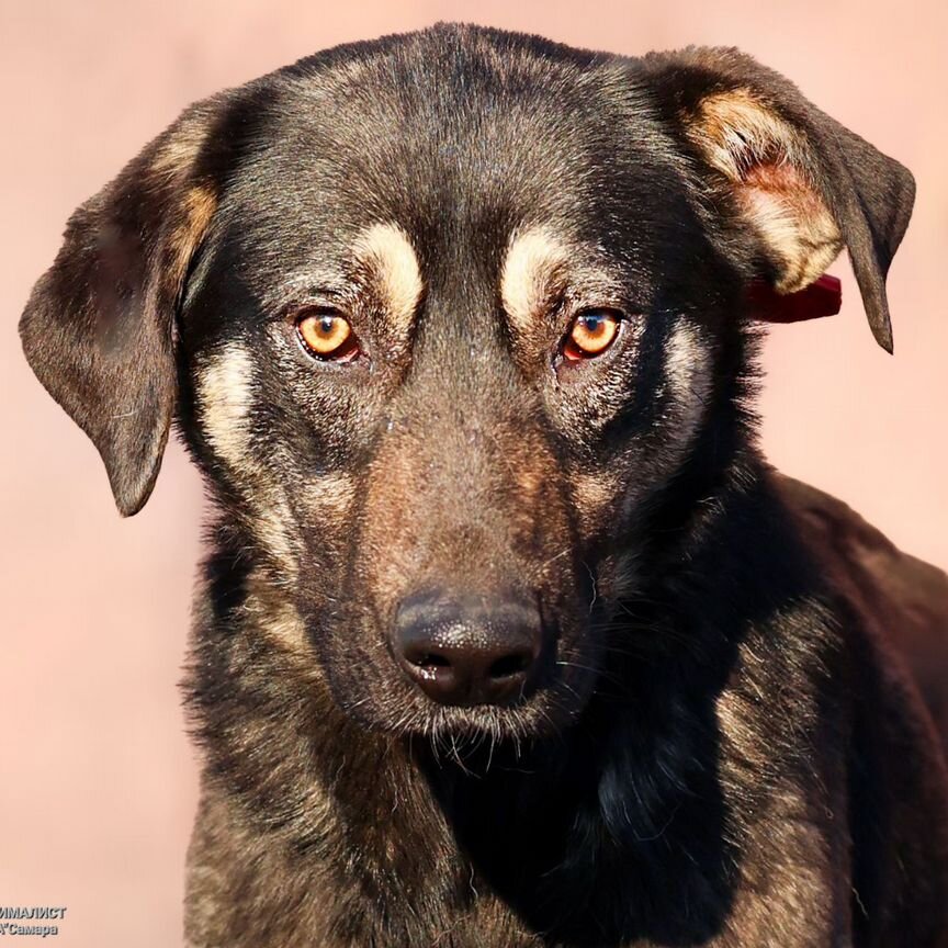 Собака в добрые руки отдам бесплатно