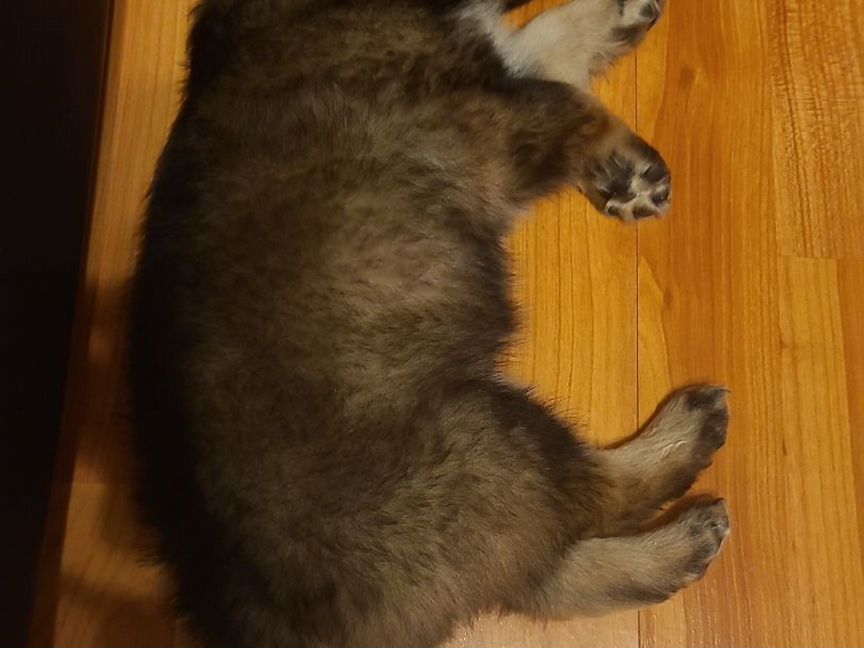 Отдам Маламута