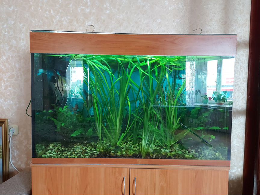 Аквариум 250 литров с тумбой и филтр