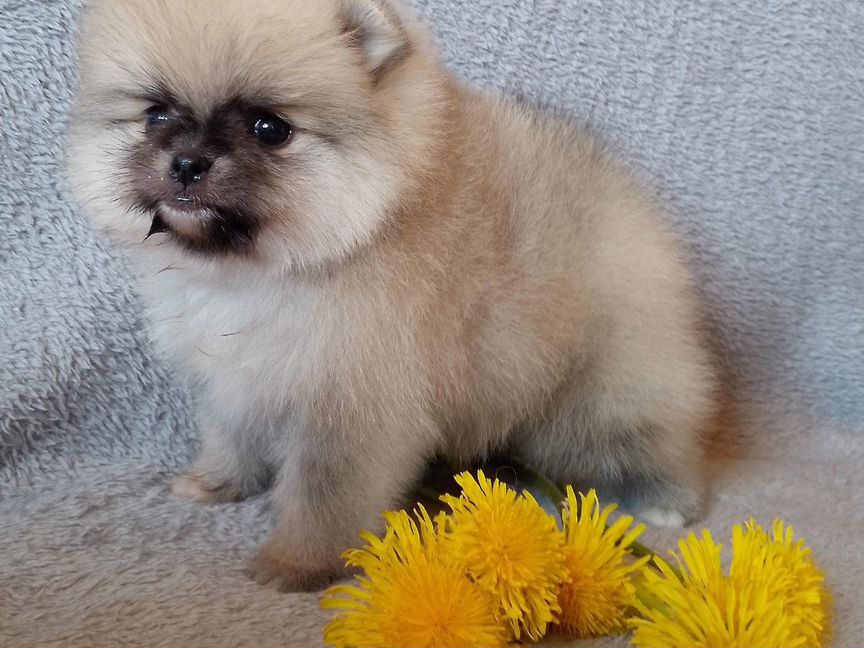 Померанские Шпицы из проф.питомника