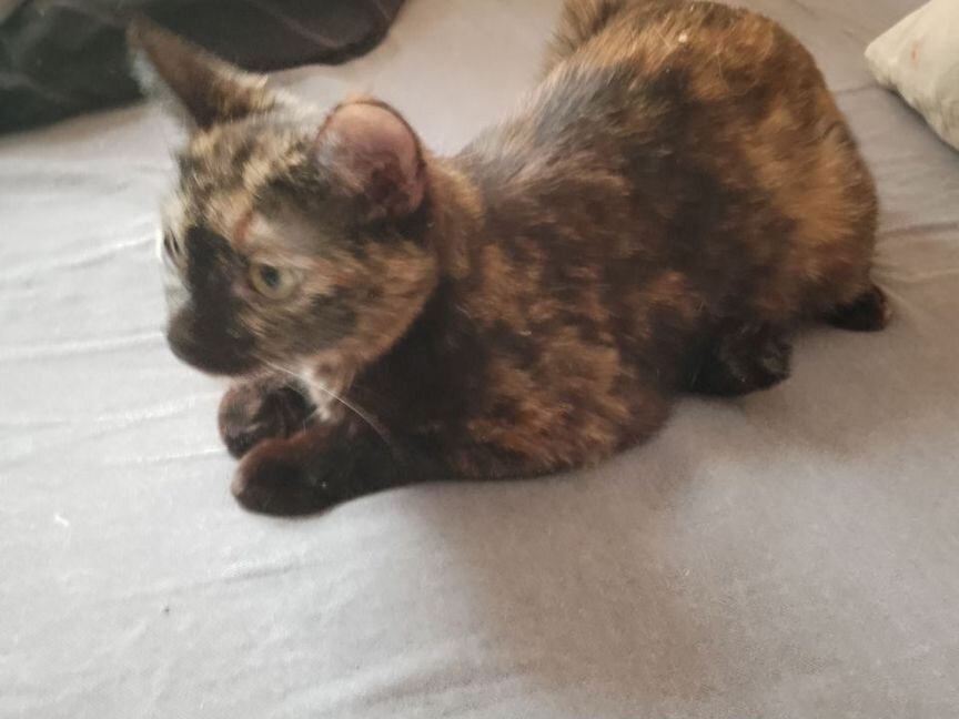 Кошечка дворняжка