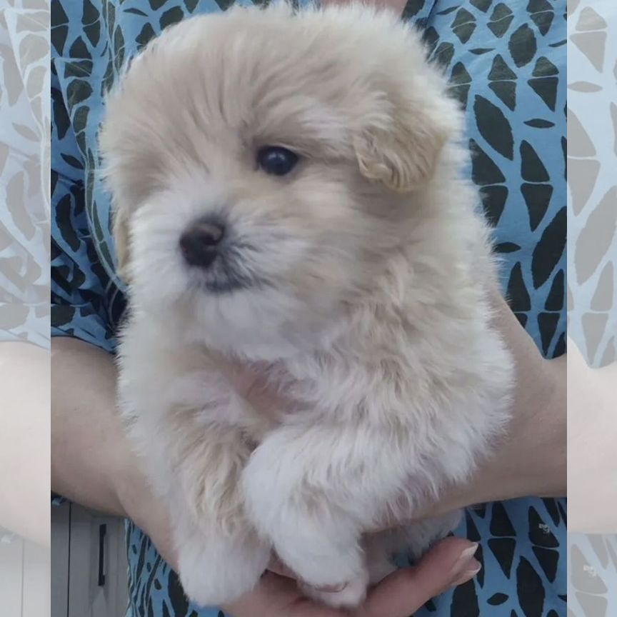 Мальтипу, щенок