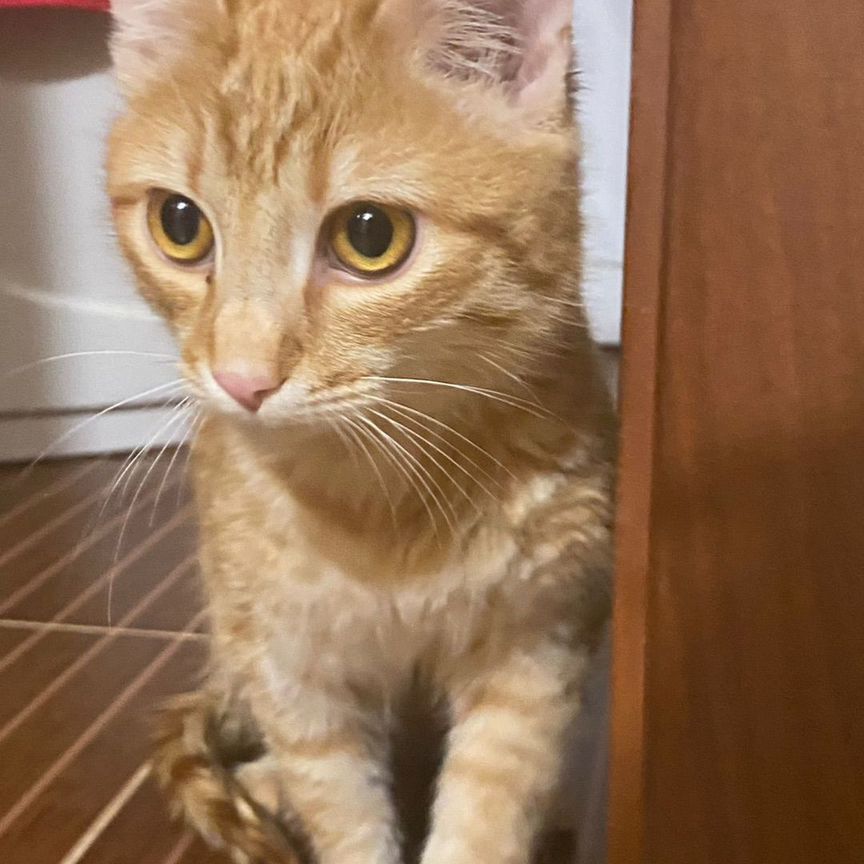 Рыжий котенок ищет дом